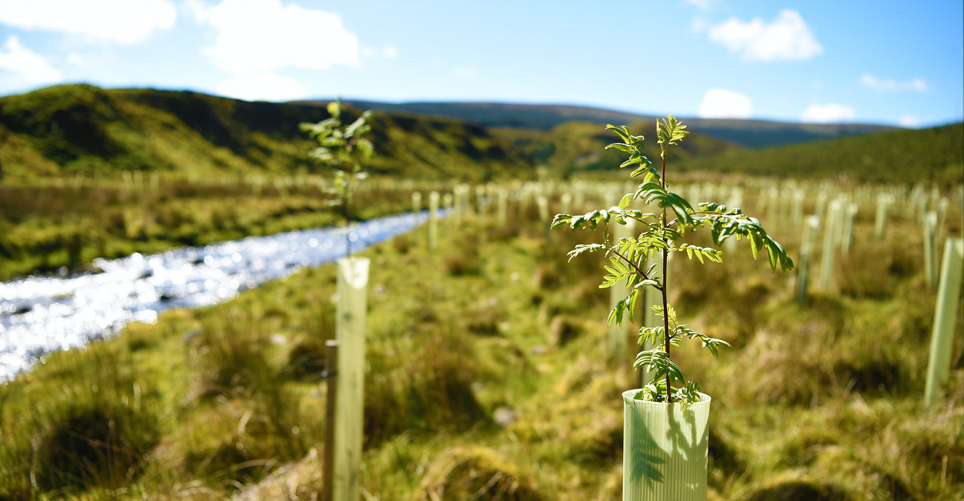 Planting 1 Million Trees - Climate Change - Northern Ireland Water